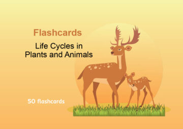Life Cycle in Plants and Animals - CPD Singapore Education Services Pte Ltd