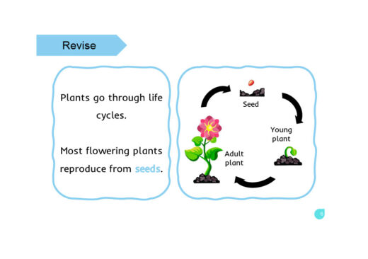 Life Cycle in Plants and Animals - CPD Singapore Education Services Pte Ltd
