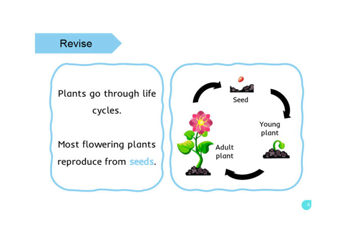 Life Cycle in Plants and Animals - CPD Singapore Education Services Pte Ltd