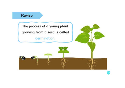 Life Cycle in Plants and Animals - CPD Singapore Education Services Pte Ltd