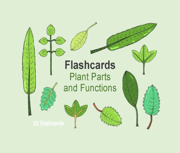 Plant Parts and Functions - CPD Singapore Education Services Pte Ltd