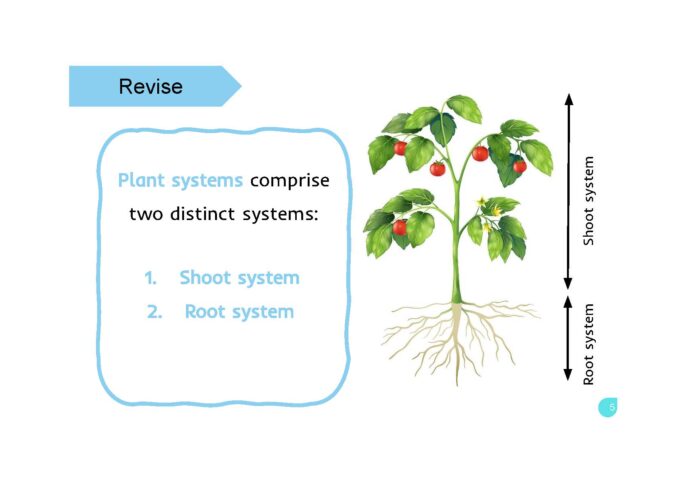 Plant Parts and Functions - CPD Singapore Education Services Pte Ltd
