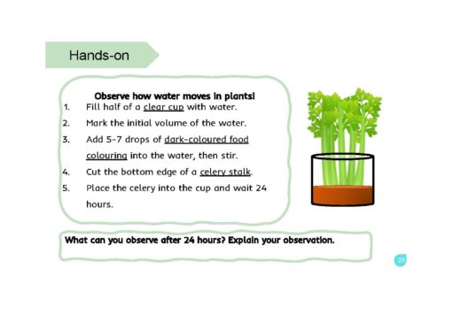 Plant Parts and Functions - CPD Singapore Education Services Pte Ltd