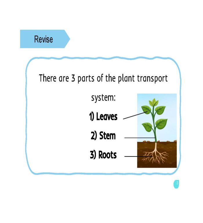 Plant Respiratory and Circulatory Systems - CPD Singapore Education ...